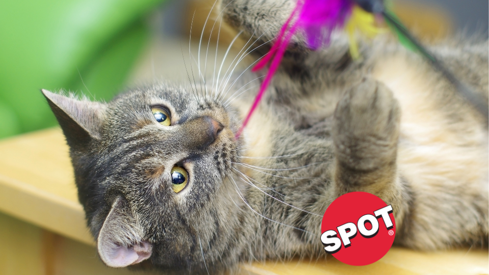 Spot Cat Toys – Rovers Kit